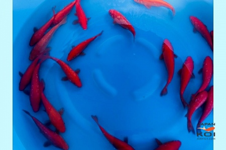 Stock Japan Koi Service Japan for the Worldwide export of Nishikigoi ...