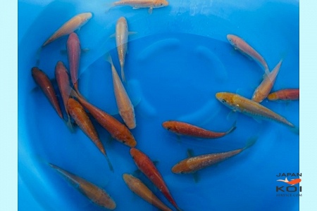 Stock Japan Koi Service Japan for the Worldwide export of Nishikigoi ...